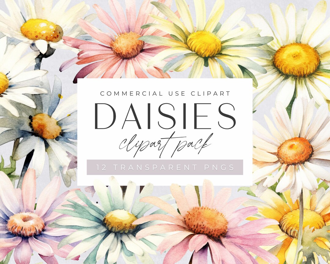 Watercolor Daisies Clipart Pack, Pink and White Daisy, Spring Floral ...