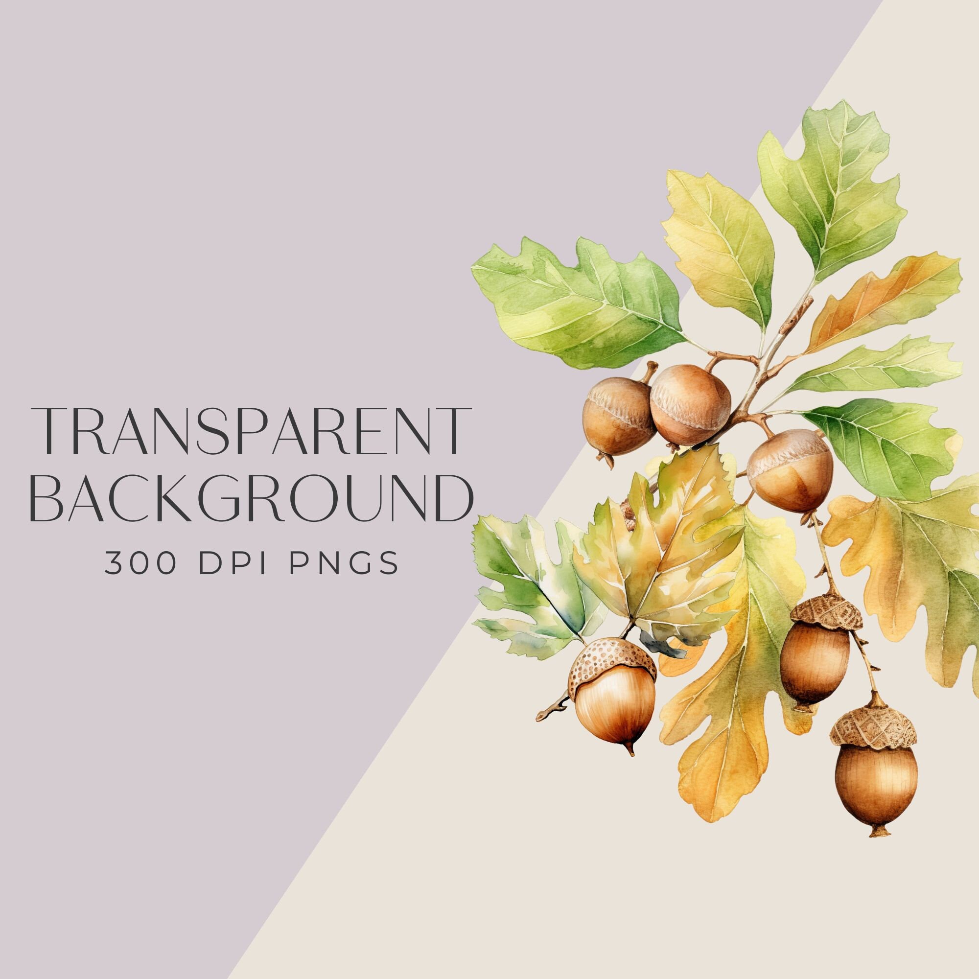 Acorns Clipart Bundle, Squirrel, Watercolor Oak Leaf, Fall Leaves ...