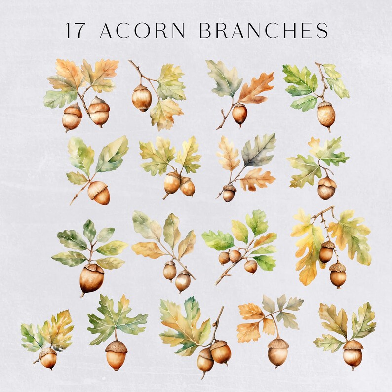 Acorns Clipart Bundle, Squirrel, Watercolor Oak Leaf, Fall Leaves ...