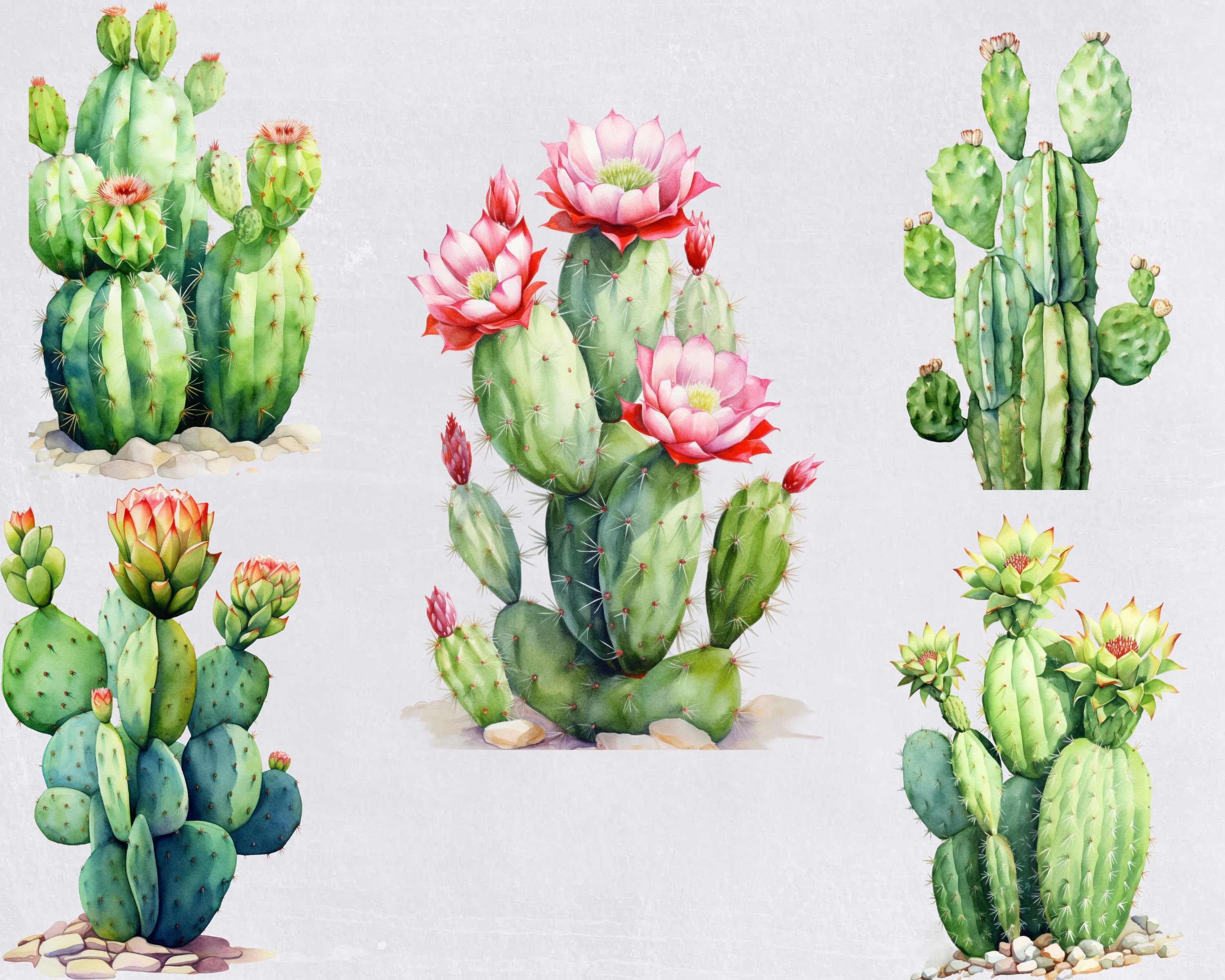 Cactus Clipart Bundle, Desert Cacti Png, Watercolor Succulent ...