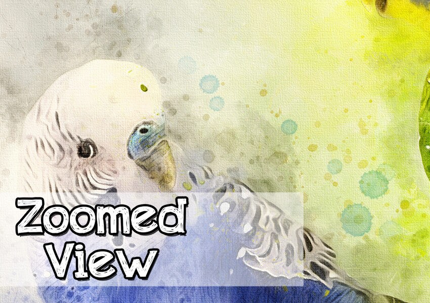 BUDGIE Art Print Poster Bird Watercolour Wall Decor | Etsy