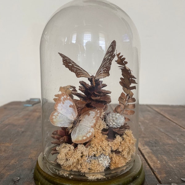 Victorian Butterfly Dome - Etsy