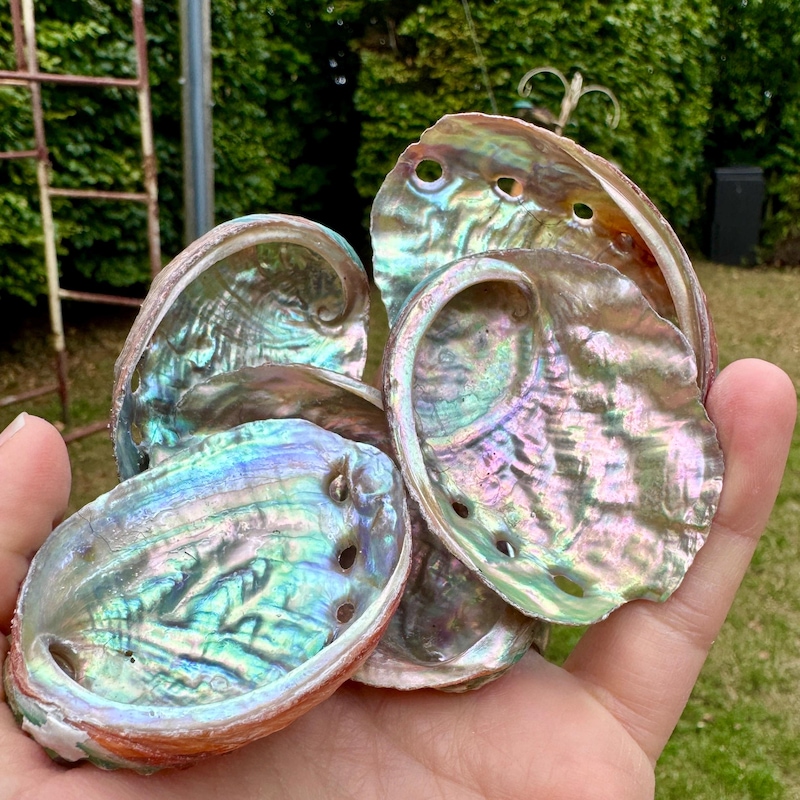 Abalone Seashell Dish - Etsy UK