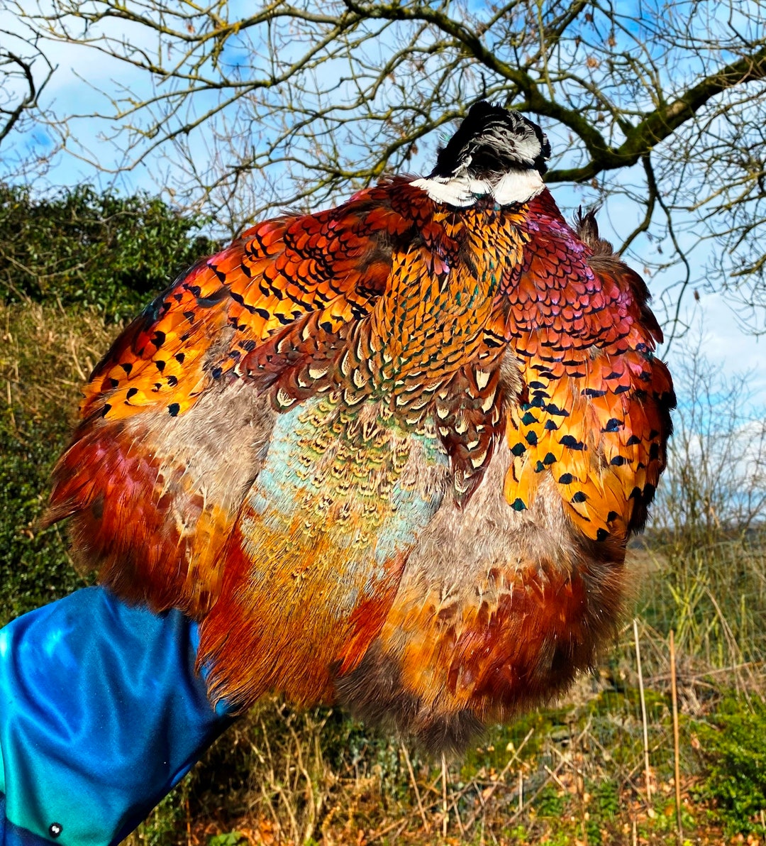 Skinned Pheasant Fly Tying Feathers, Full Bird Pelt Game Pheasant ...