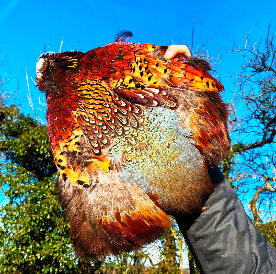 Ringneck Pheasant Pelt Dog Trainer Pheasant, Fly Tying Feather ...