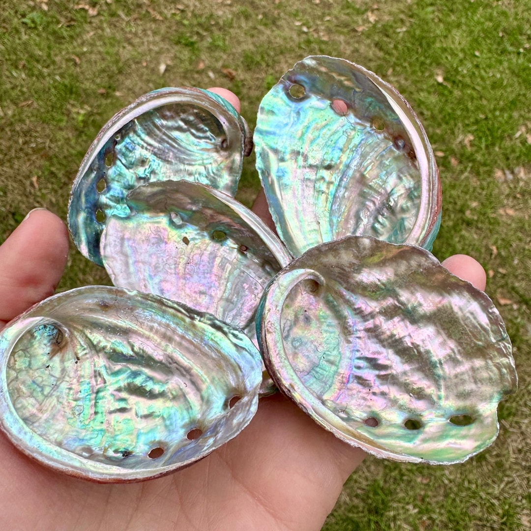 Abalone Shell 5-8cm Iridescent Paua Sea Ears, Craft & Decor Abalone ...