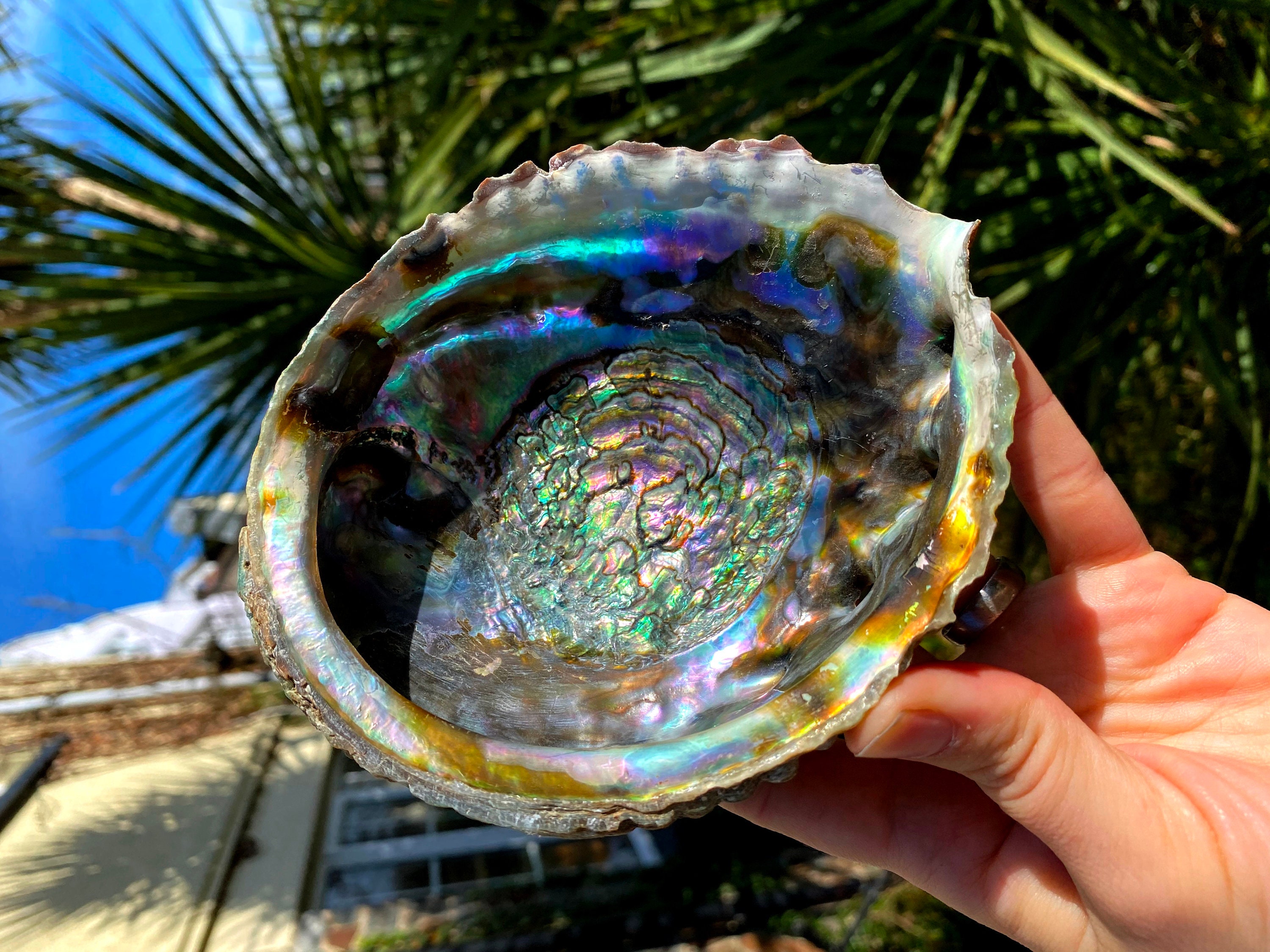 Pearls In Shell Gift