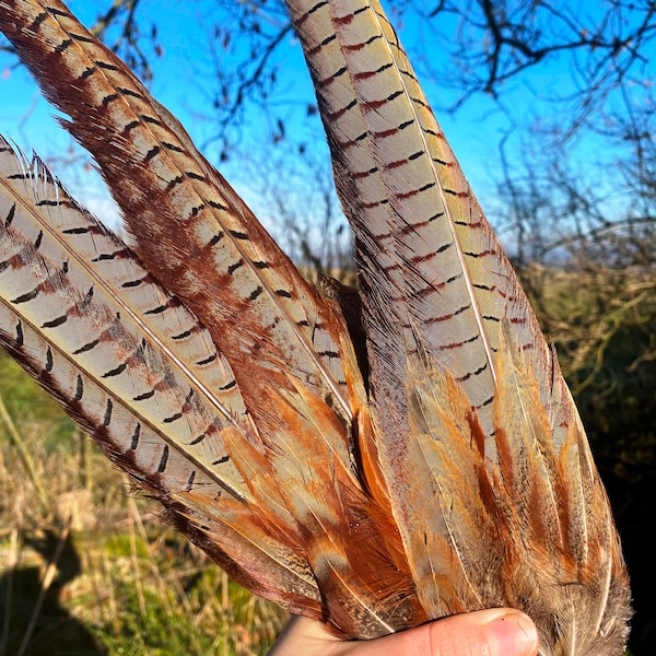 Rooster Tail Feather - Etsy