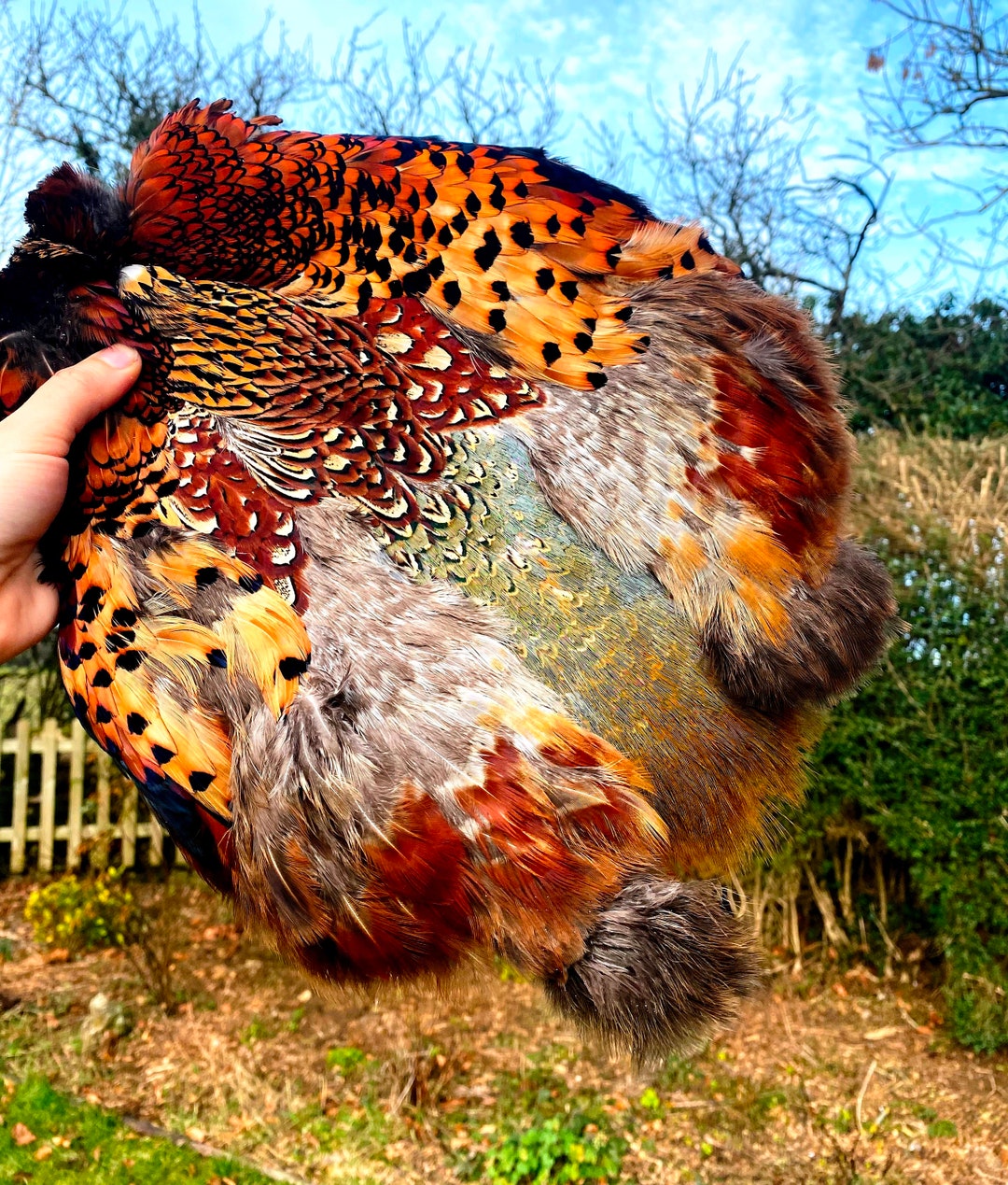 Pheasant Pelt Feather Dog Trainer Pheasant Fly Tying - Etsy