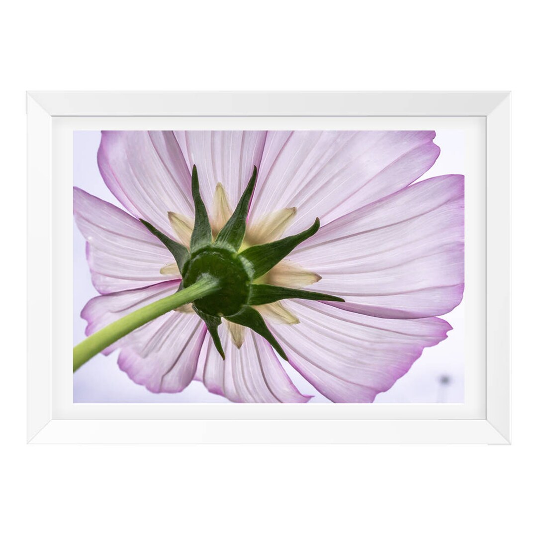 Flower Print, Floral Art, Flower Prints, Gallery Wall Art, Living Room ...