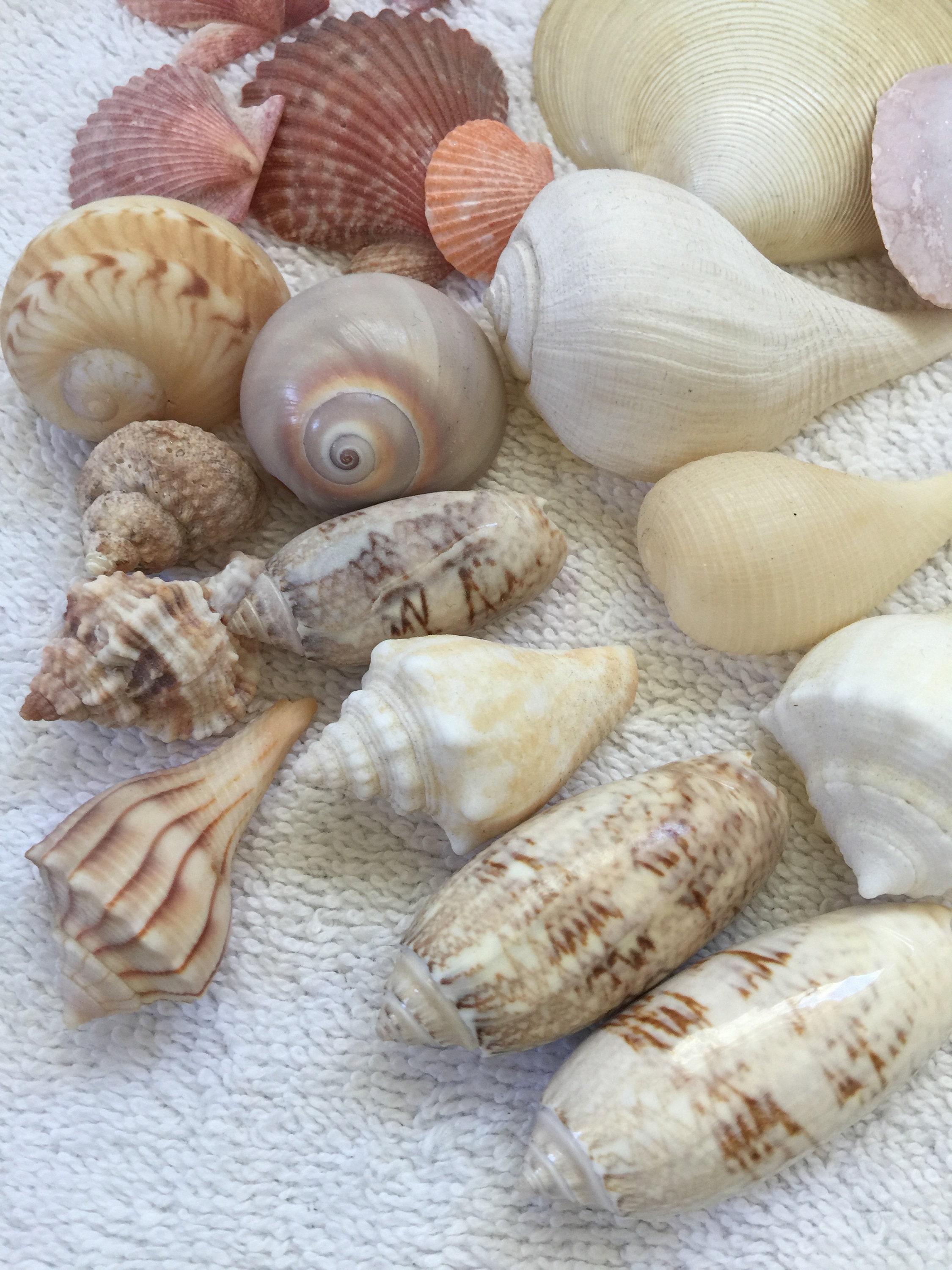 Mixture of shells from the Gulf of Mexico, great shapes and all cleaned ...