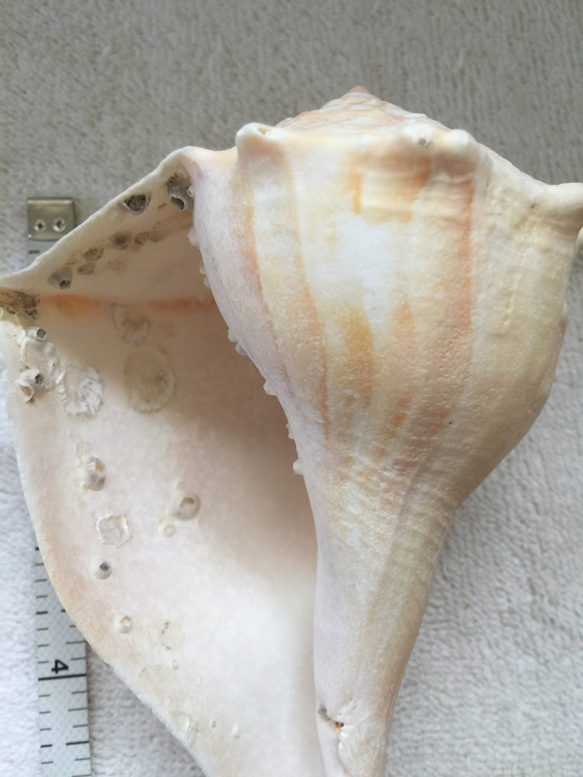 Large Conch 7 Long in Great Shape With a Touch of - Etsy