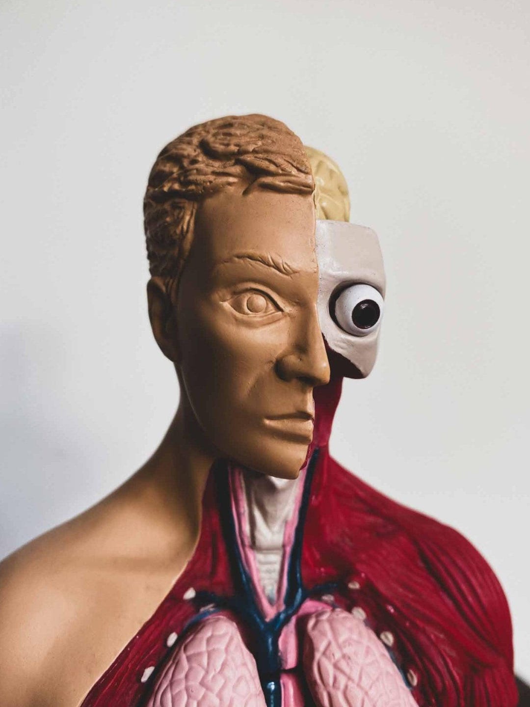 Vintage Anatomical Medical Figurine - Etsy