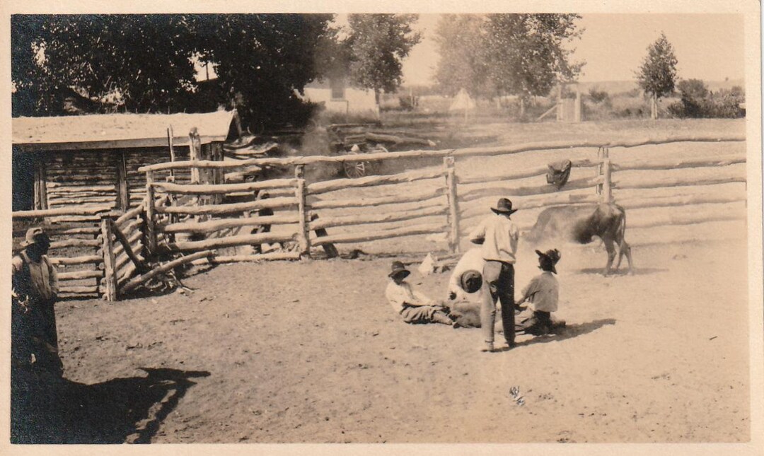 Vintage Snapshot, Cattle Branding, Cowboys, Ranch Life, Cow, Rural ...