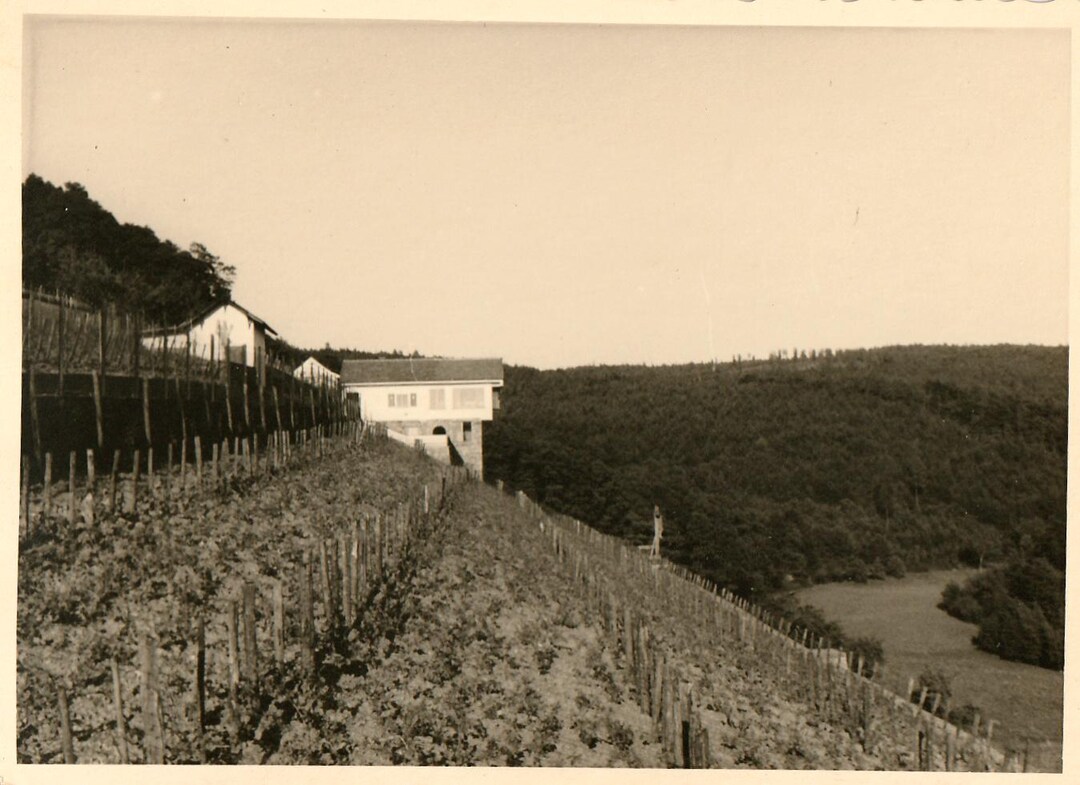 Vintage, RPPC, European, Hillside, Vineyard, Winery, Found Photo ...