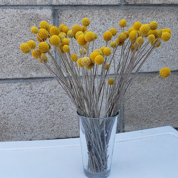 Craspedia - Etsy