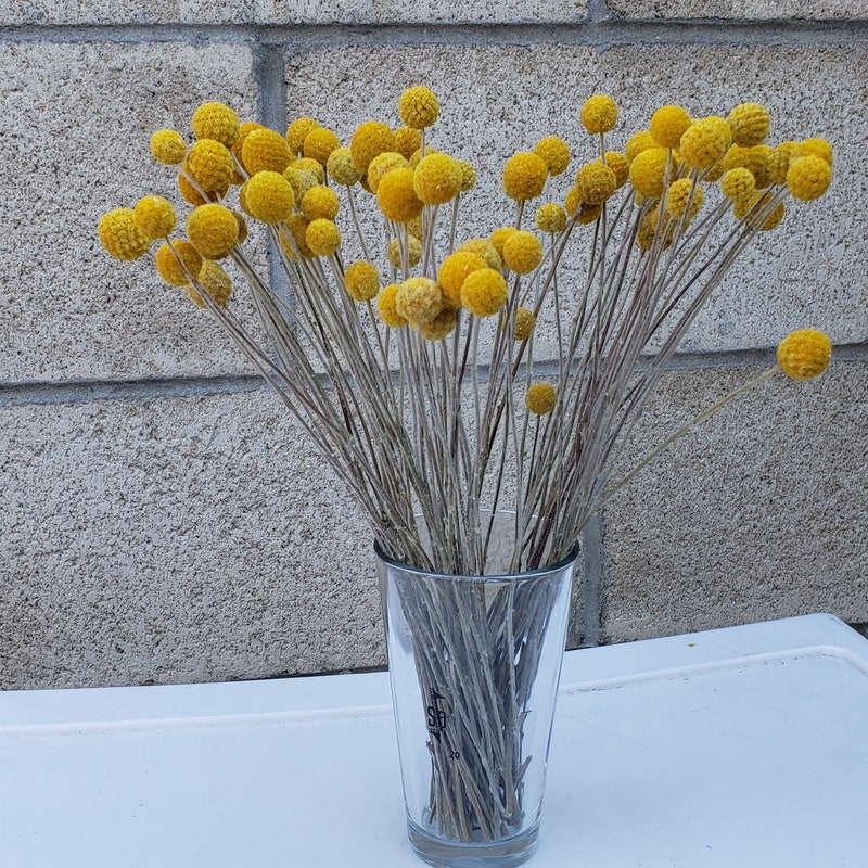 Craspedia - Etsy