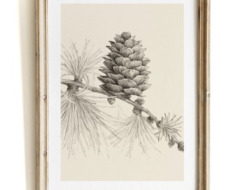 pine cone tree drawing
