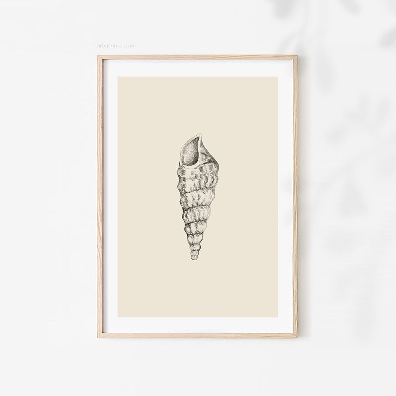 Sketch of Seashell Art Print Minimalist Drawing Seashell - Etsy