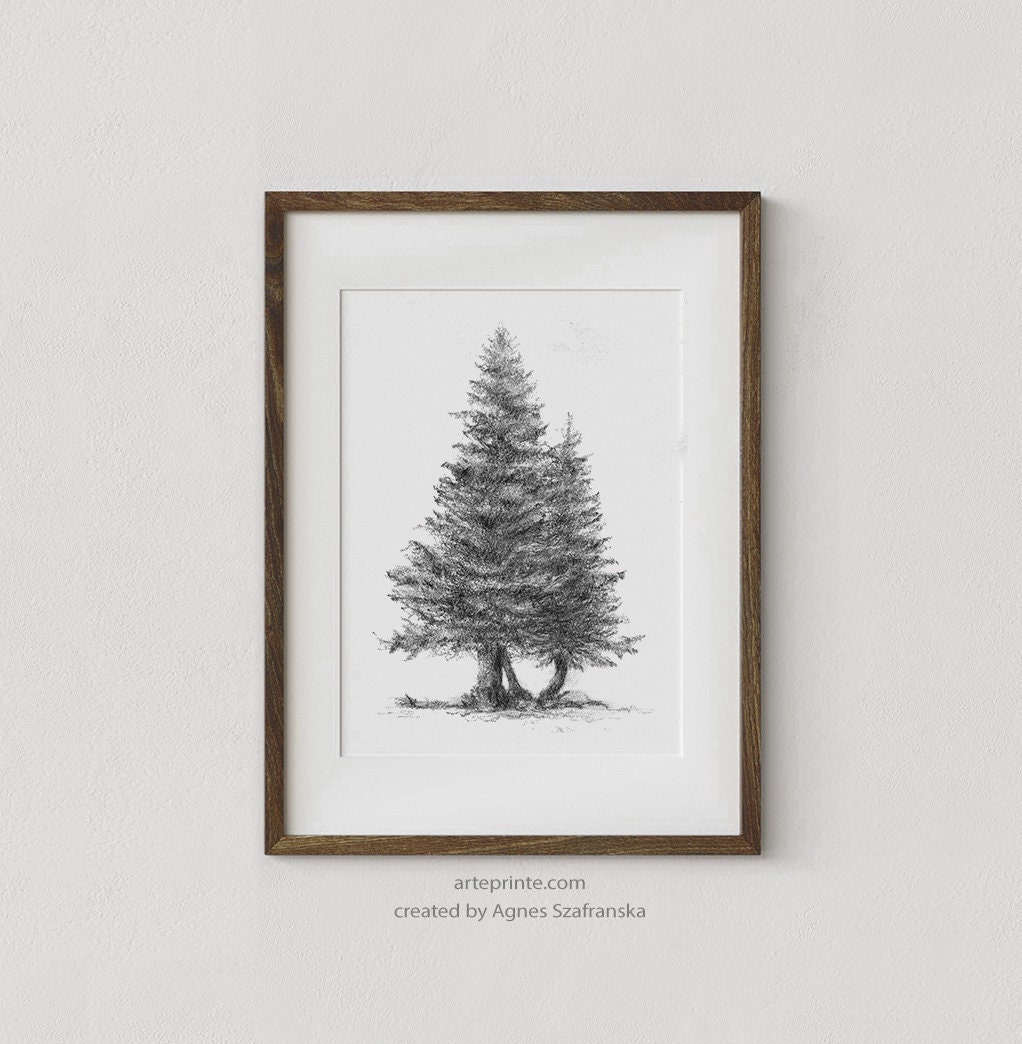 Pine Tree Illustration Black And White