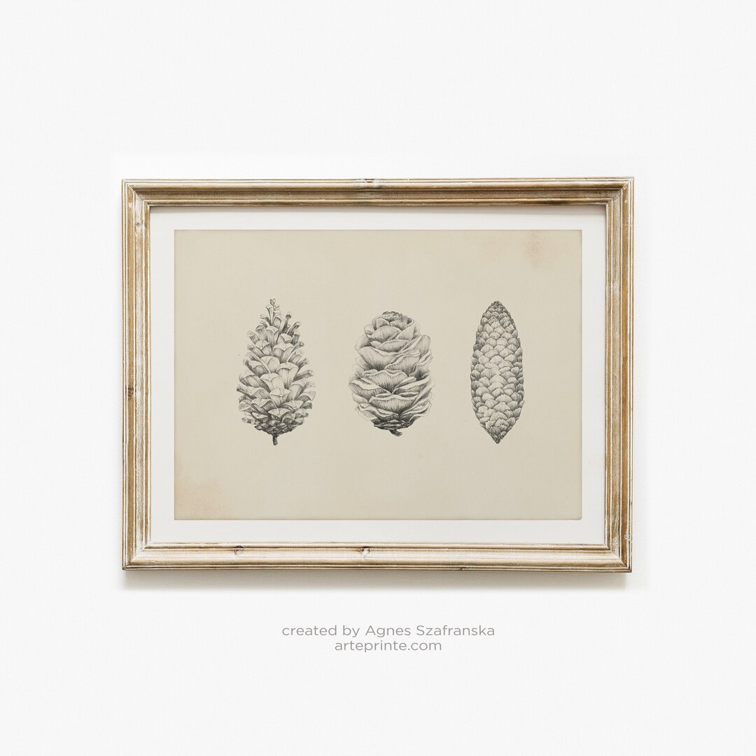 Vintage Pine Cones Drawing Print Botanical Graphite Pencil Sketch ...