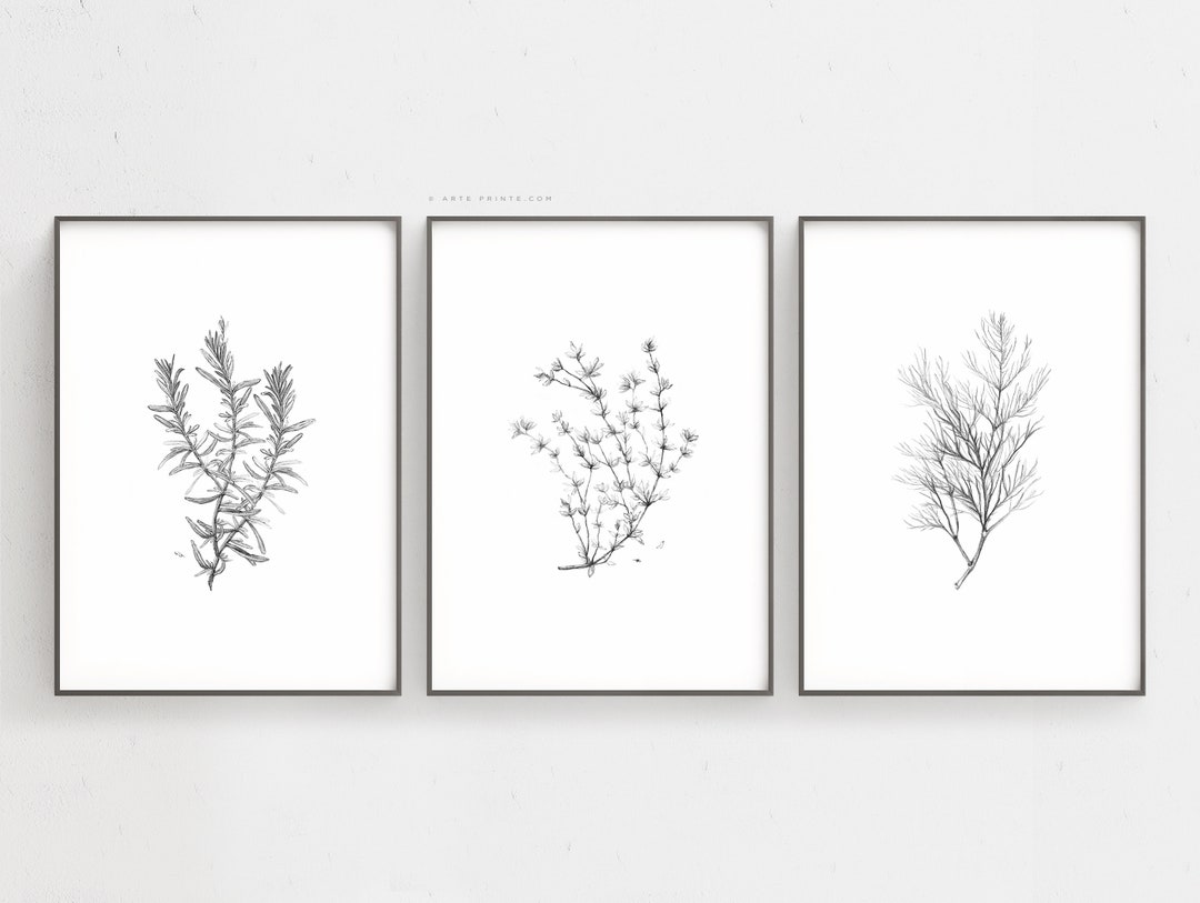 Plant Drawings, Set of 3, Pencil Drawing Culinary Herbs, Drawing Art ...