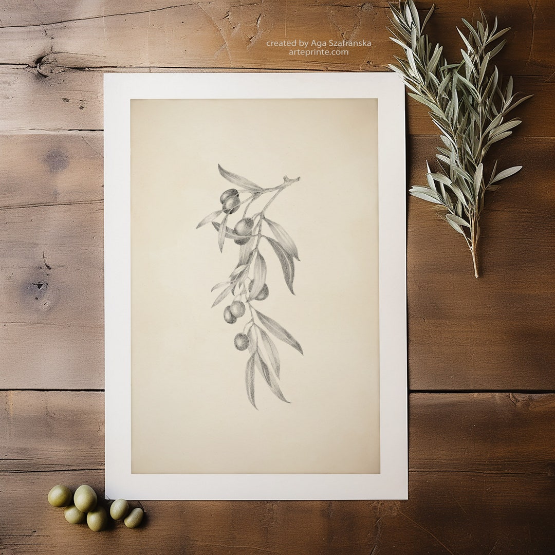 Olive Tree Branch Print, Vintage Botanical Sketch, Kitchen Wall Art ...