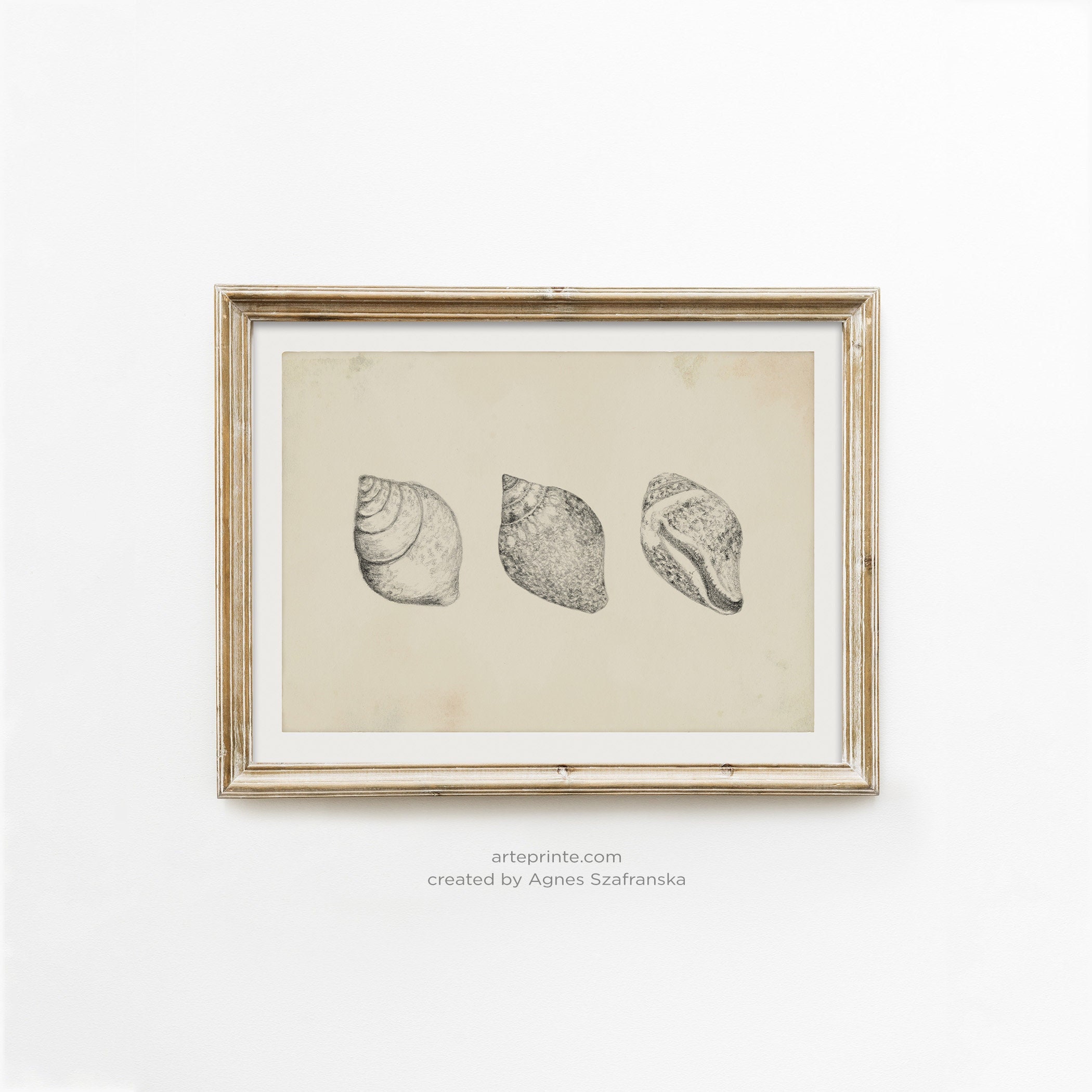 Pencil Drawings Of Seashells