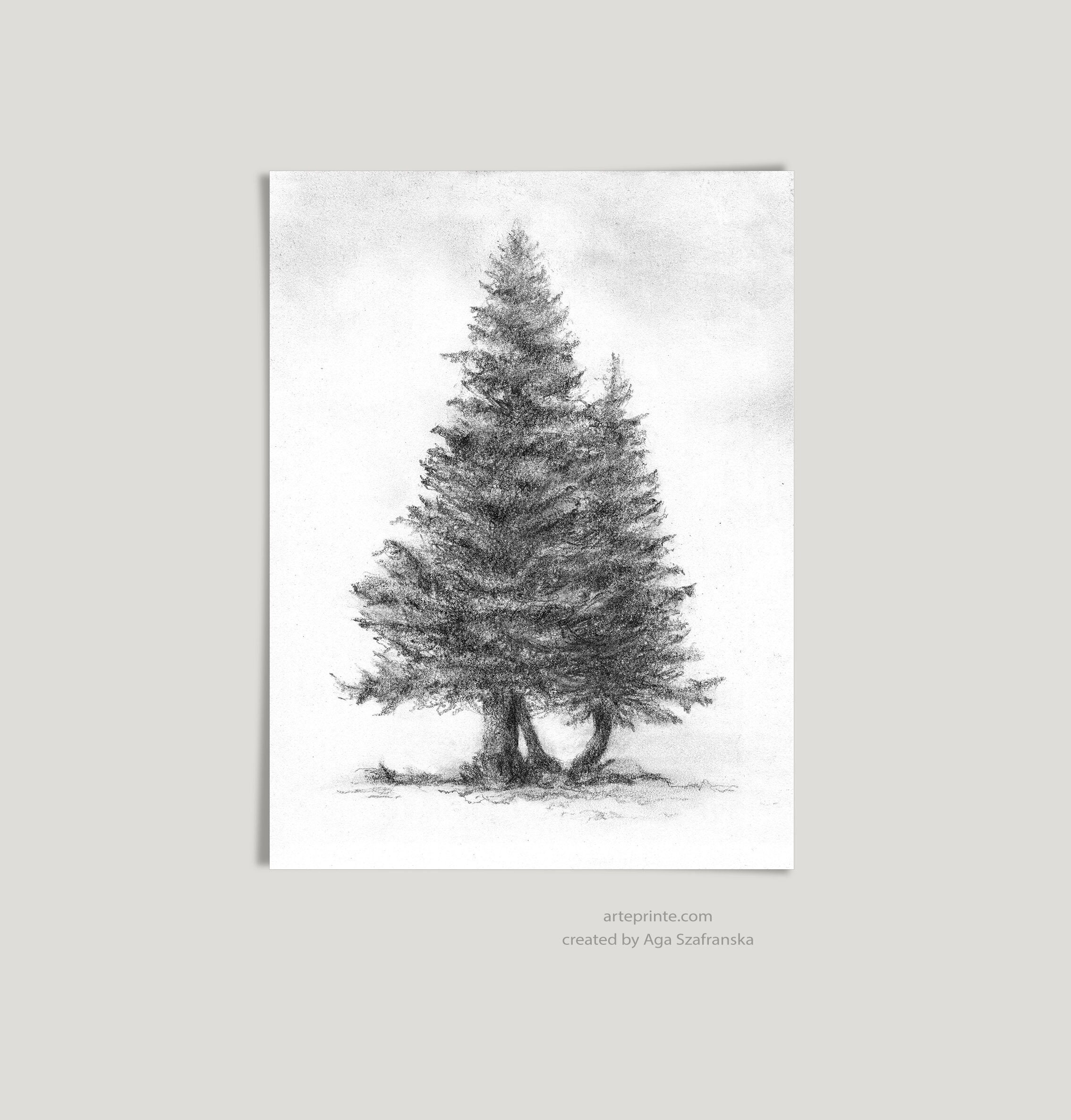 Black And White Drawings Of Pine Trees