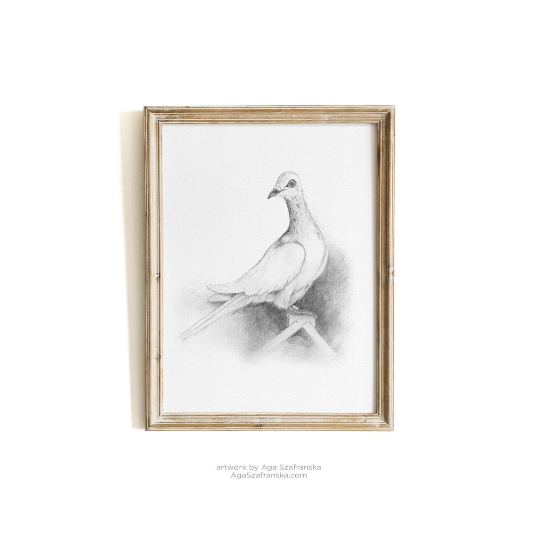 Dove Pencil Drawing, Black and White Sketch (unframed Art Print) Giclee ...