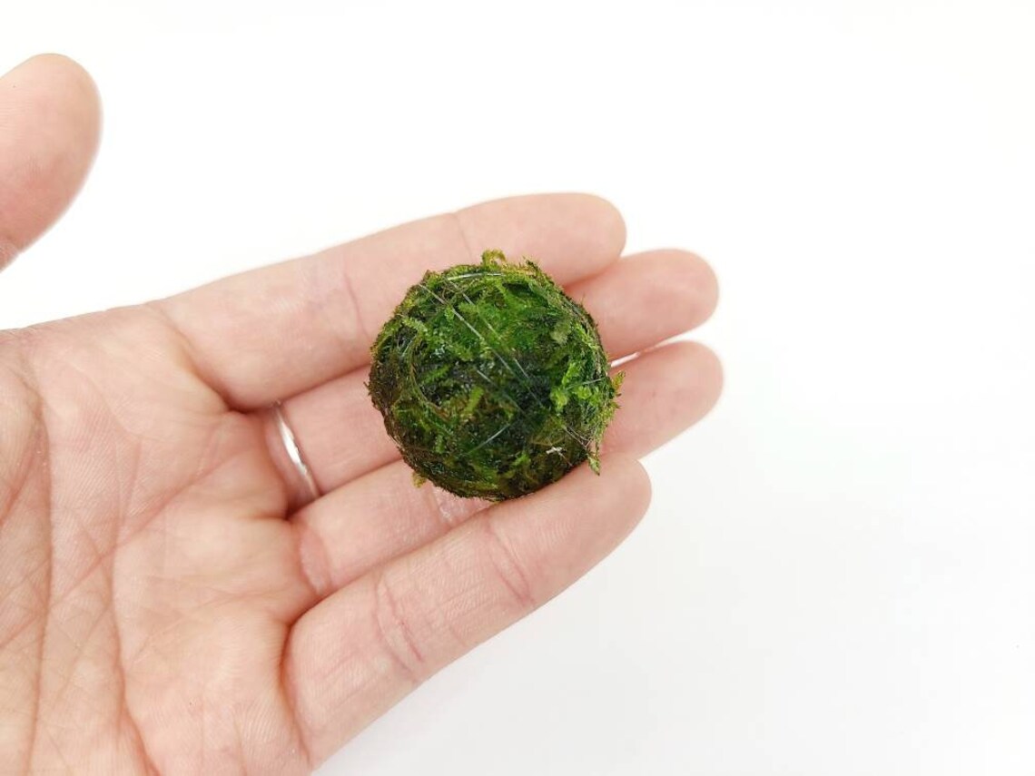 Large Java Moss Ball for Terrarium Planted Tank Live Aquarium | Etsy