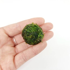 Large Java Moss Ball for Terrarium Planted Tank Live Aquarium ...