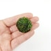 Large Java Moss Ball for Terrarium Planted Tank Live Aquarium ...