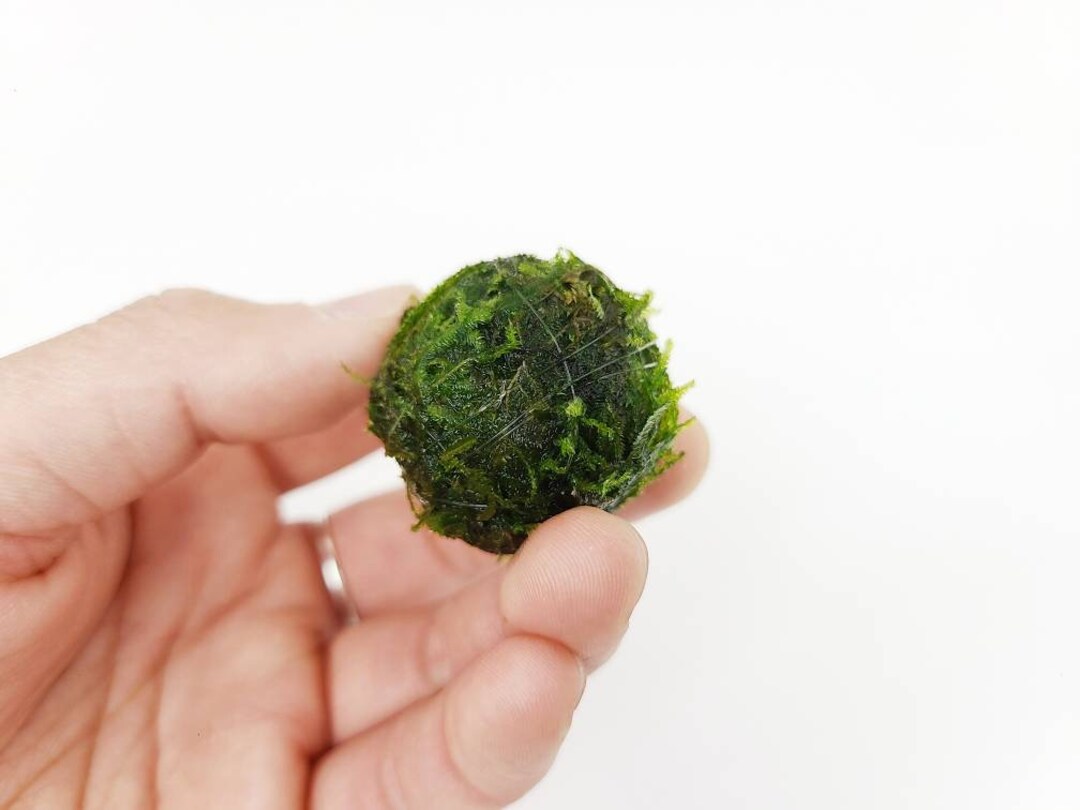 Large Java Moss Ball for Terrarium Planted Tank Live Aquarium ...