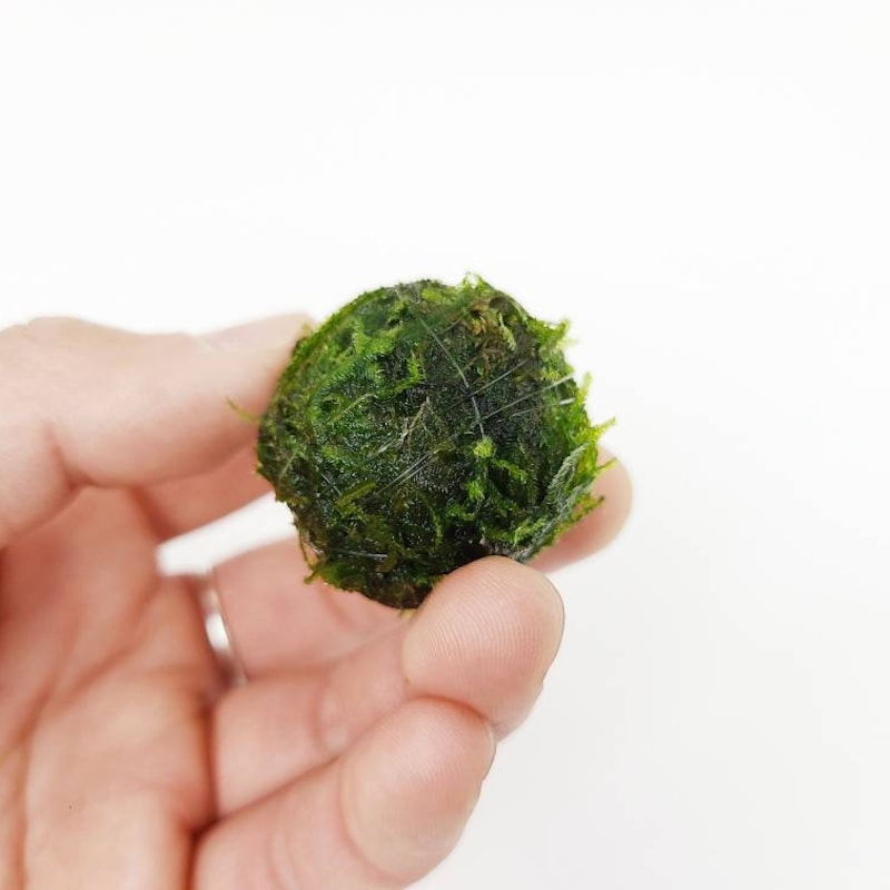 Large Moss Ball Live - Etsy