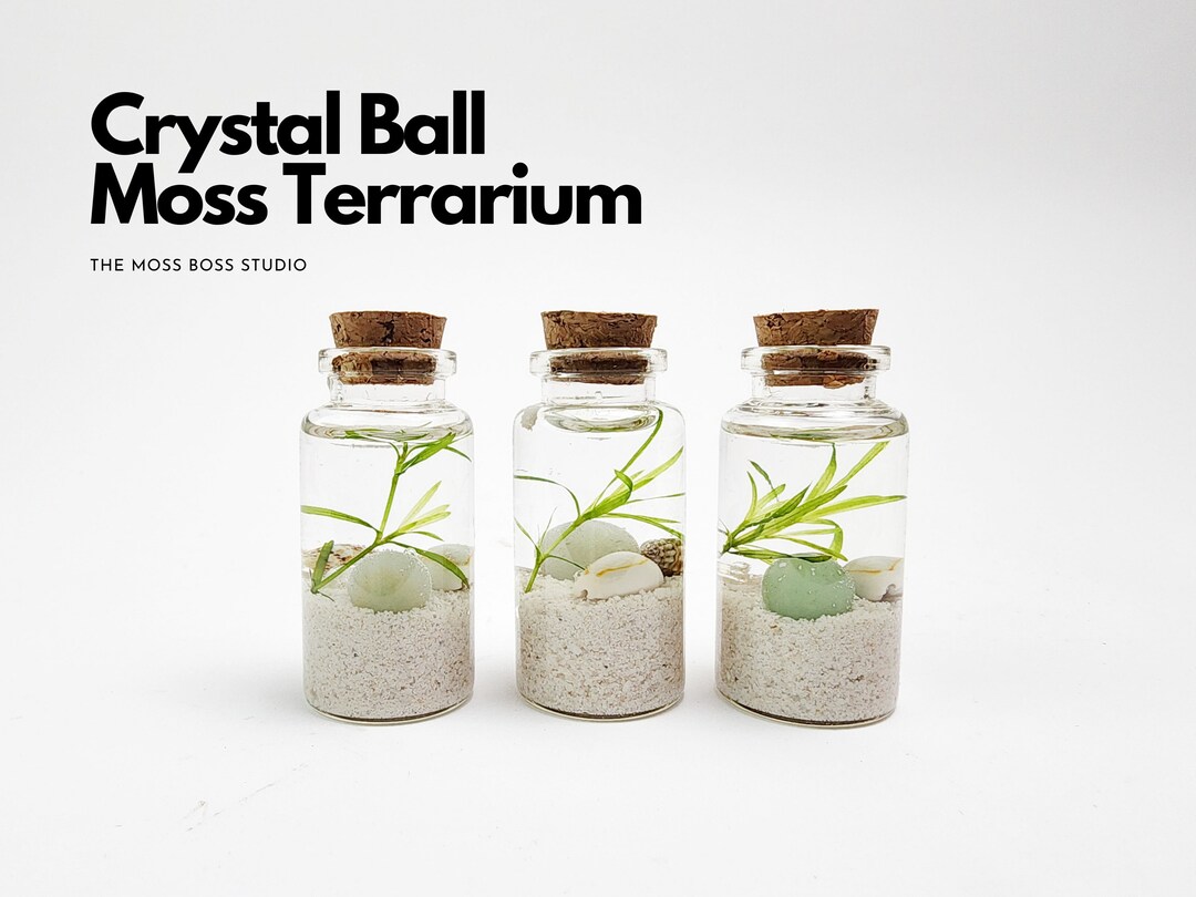 Set of 3 - Bini Mini Crystal Ball Terrarium Kit Home Office Desk ...