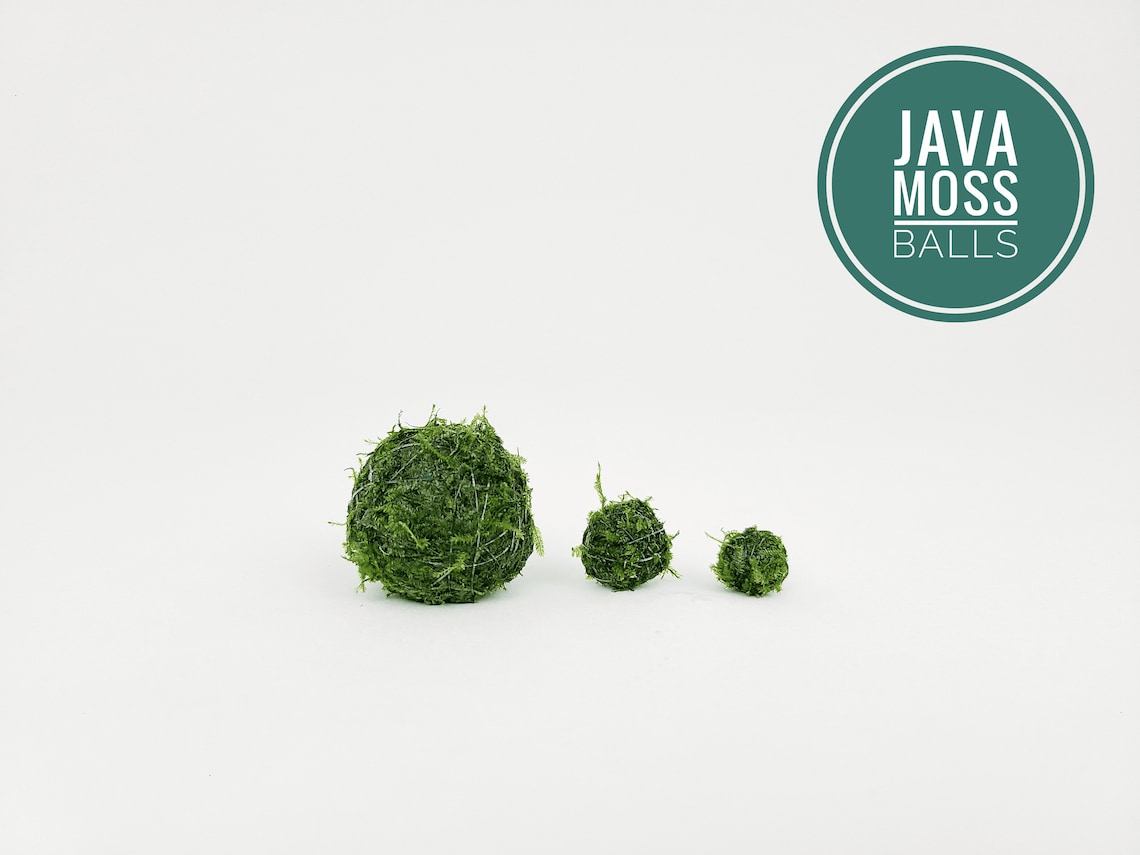 Java Moss Ball Nano Packs Live Aquarium Plant for Terrariums - Etsy