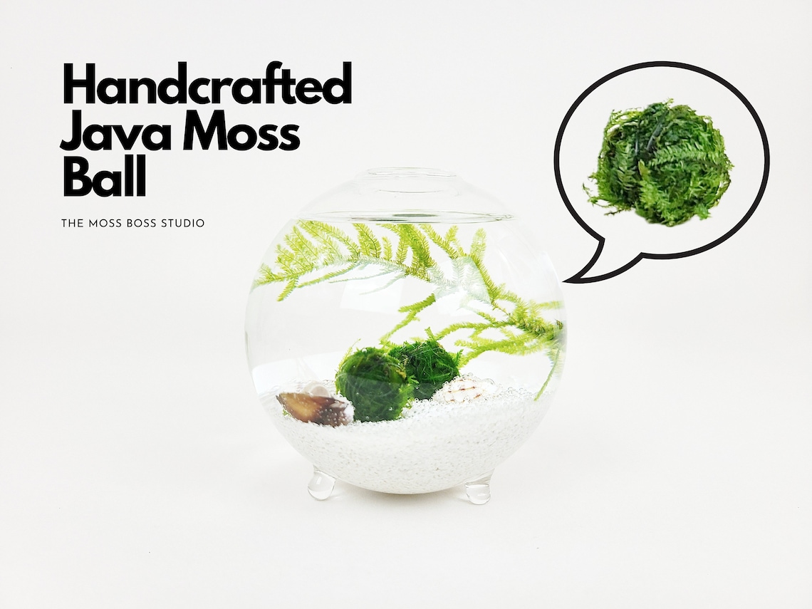 Small Zen Nano Java Moss Ball Terrarium Kit for Office Desk - Etsy