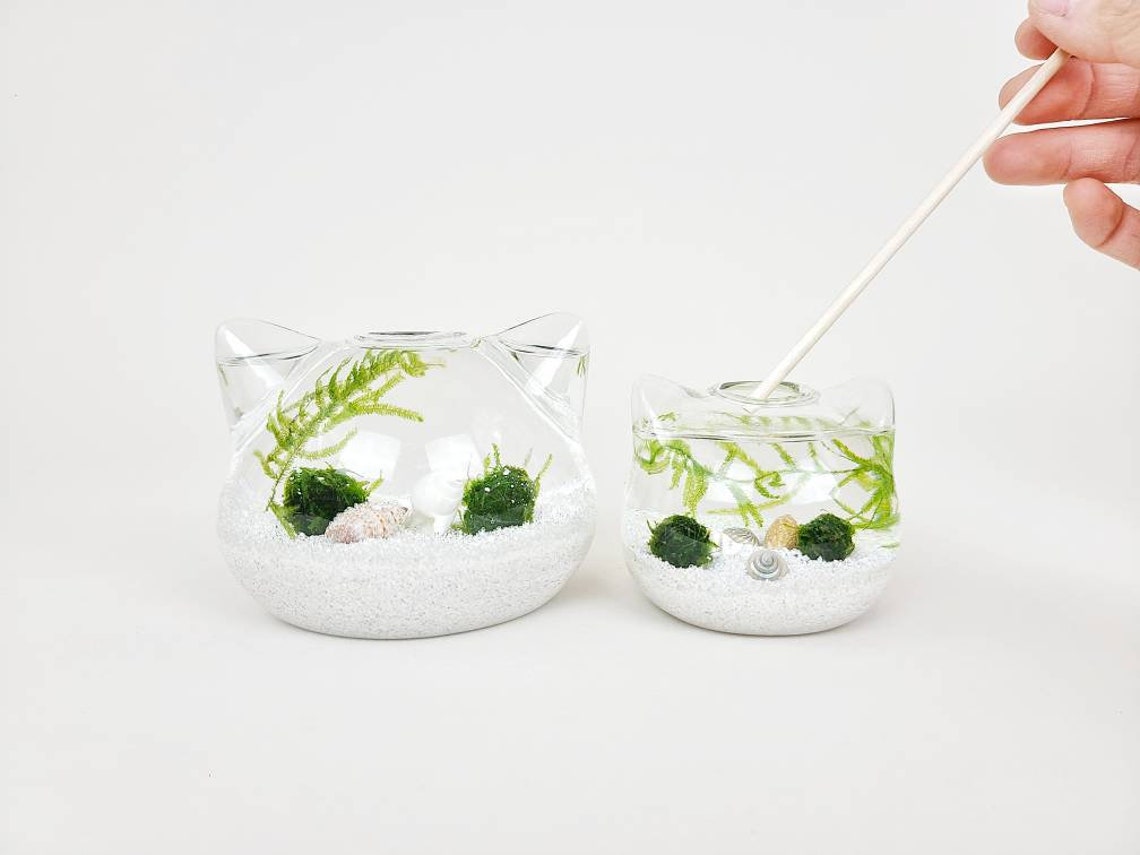 Big Cat Java Moss Ball Terrarium DIY Craft Kit for Office Desk - Etsy