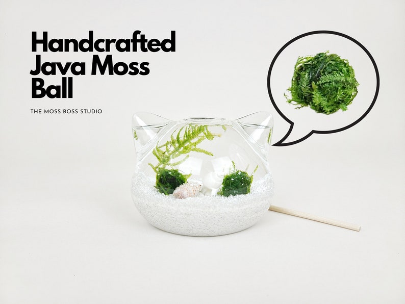 Big Cat Java Moss Ball Terrarium DIY Craft Kit for Office Desk - Etsy