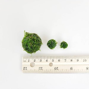 Large Java Moss Ball for Terrarium Planted Tank Live Aquarium ...