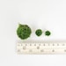 Large Java Moss Ball for Terrarium Planted Tank Live Aquarium ...