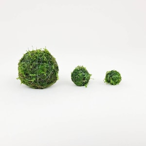 Large Java Moss Ball for Terrarium Planted Tank Live Aquarium ...