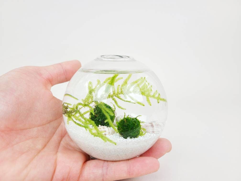 Small Zen Nano Java Moss Ball Terrarium Kit for Office Desk - Etsy