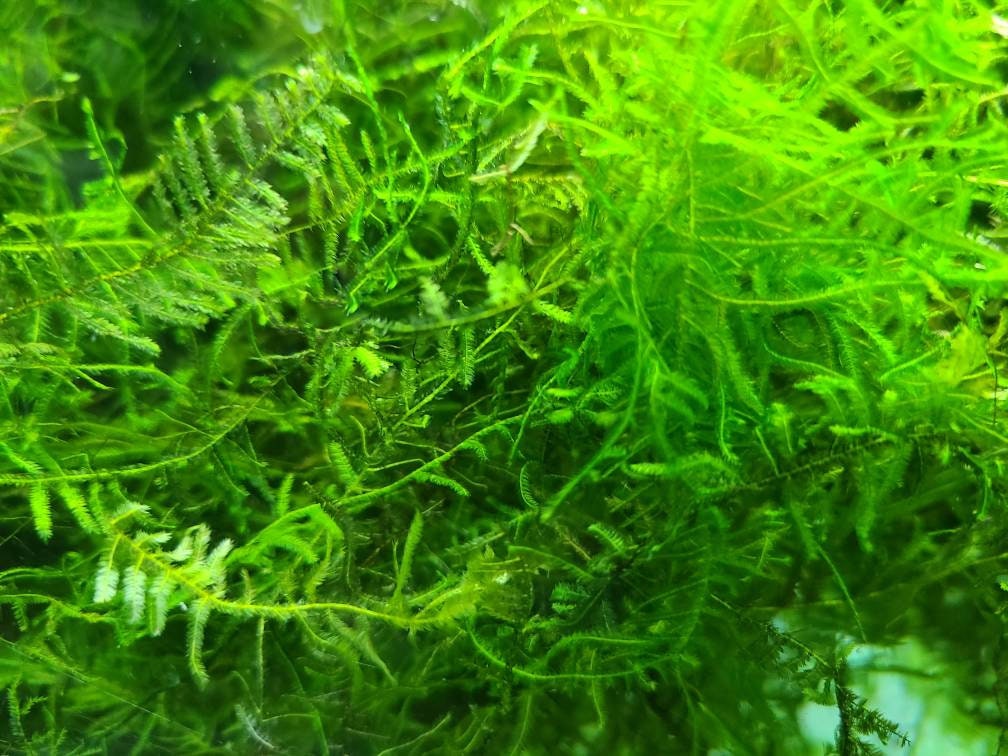 Java Moss Taxiphyllum Barbieri for Planted Tank Live Aquarium - Etsy