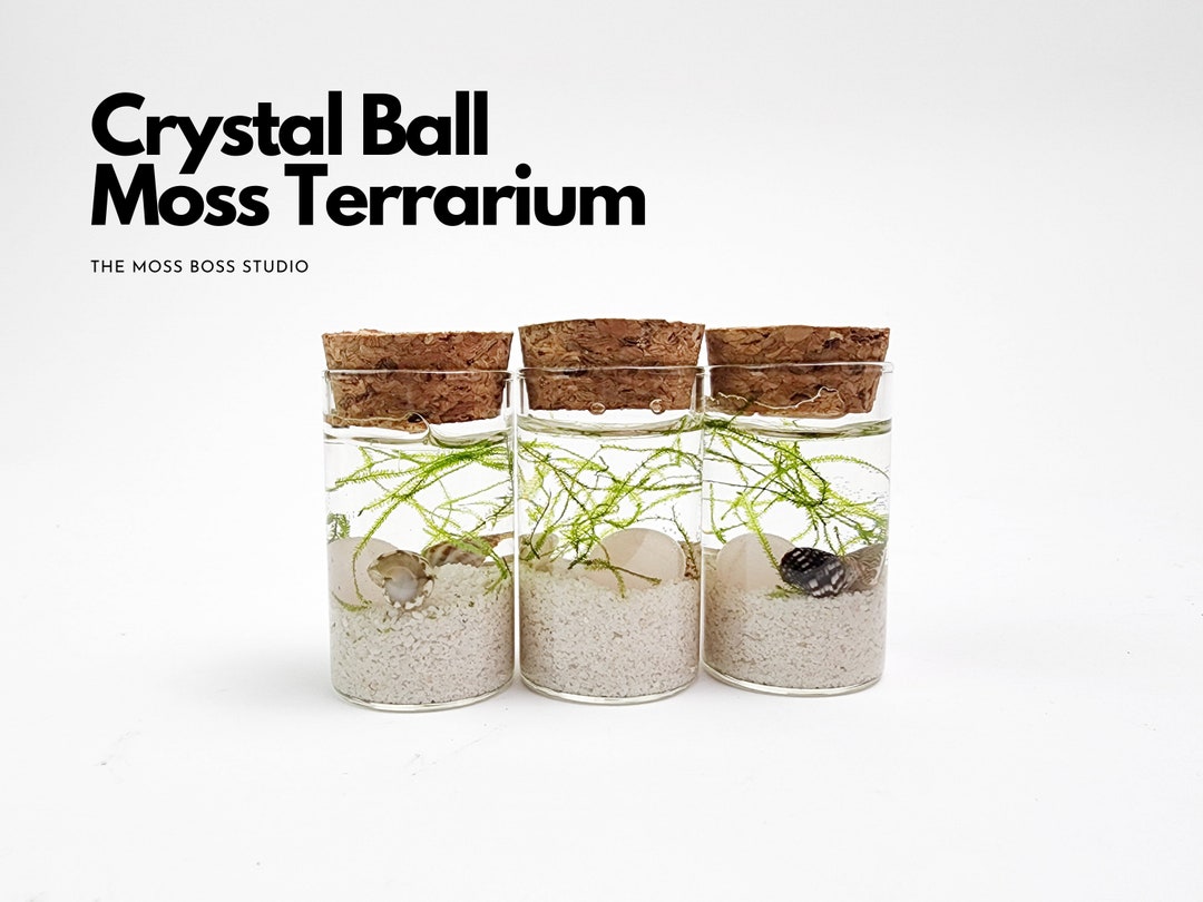 Set of 3 - Teo Mini Crystal Ball Terrarium Kit Home Office Desk ...