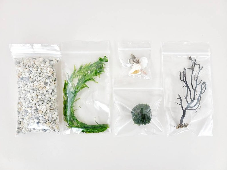 Java Moss Ball Terrarium DIY Craft Kit Aquatic Live Plant - Etsy