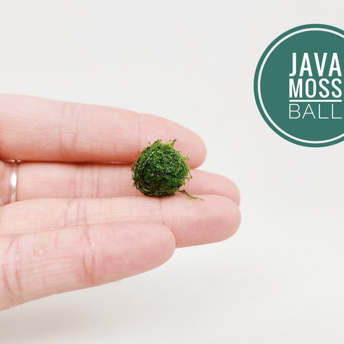 Java Moss Ball Nano Packs Live Aquarium Plant for Terrariums - Etsy