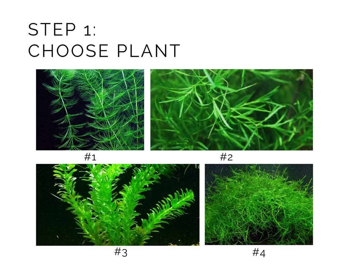 Java Moss Ball Terrarium DIY Craft Kit Aquatic Live Plant - Etsy