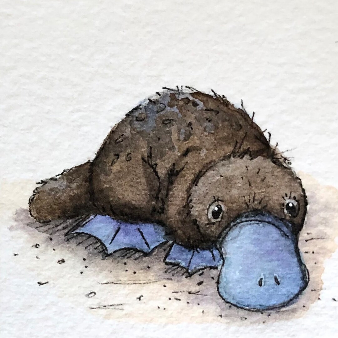 Platypus Mini Watercolor Illustration by Brenda Walker, Unframed , 2x2 ...